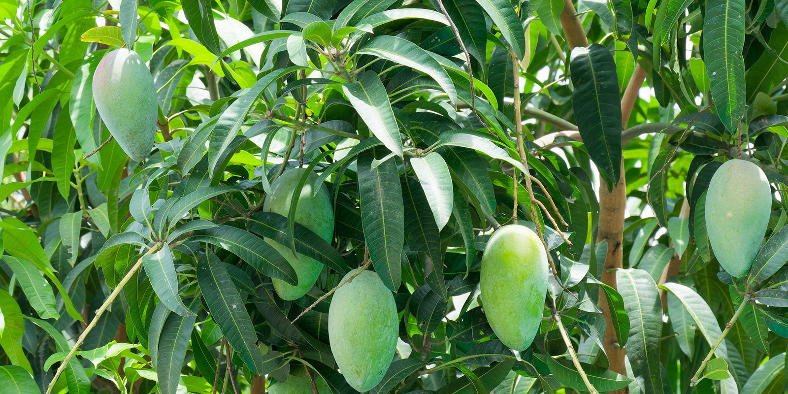 How to Grow a Mango Tree from Seed in New Zealand – Exotica NZ