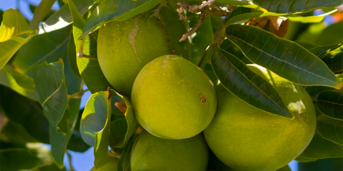 What does Casimiroa (White Sapote) taste like? - Exotica NZ Plant ...