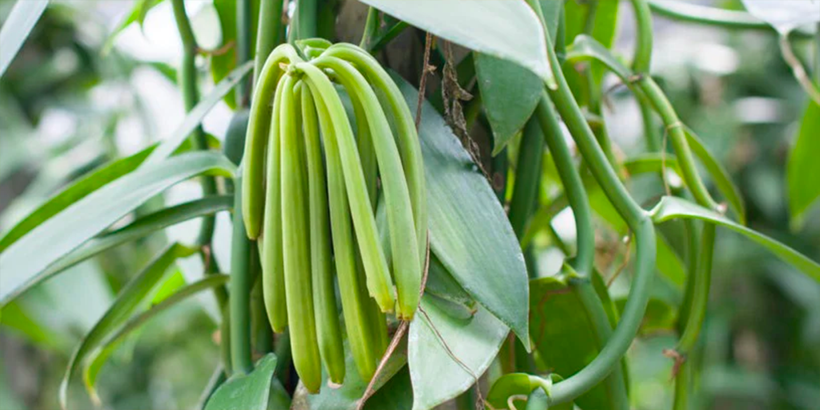How to care for your Vanilla Plant at home – Exotica NZ