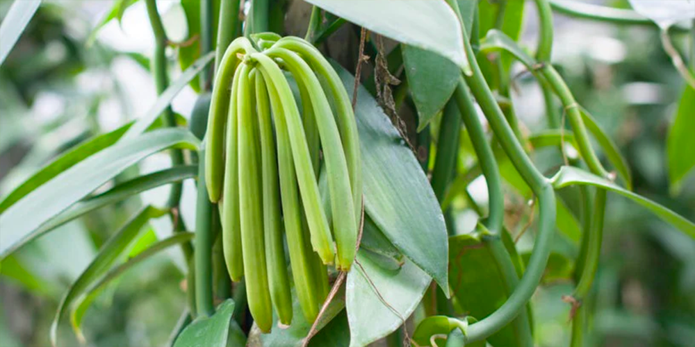 How to care for your Vanilla Plant at home - Exotica NZ