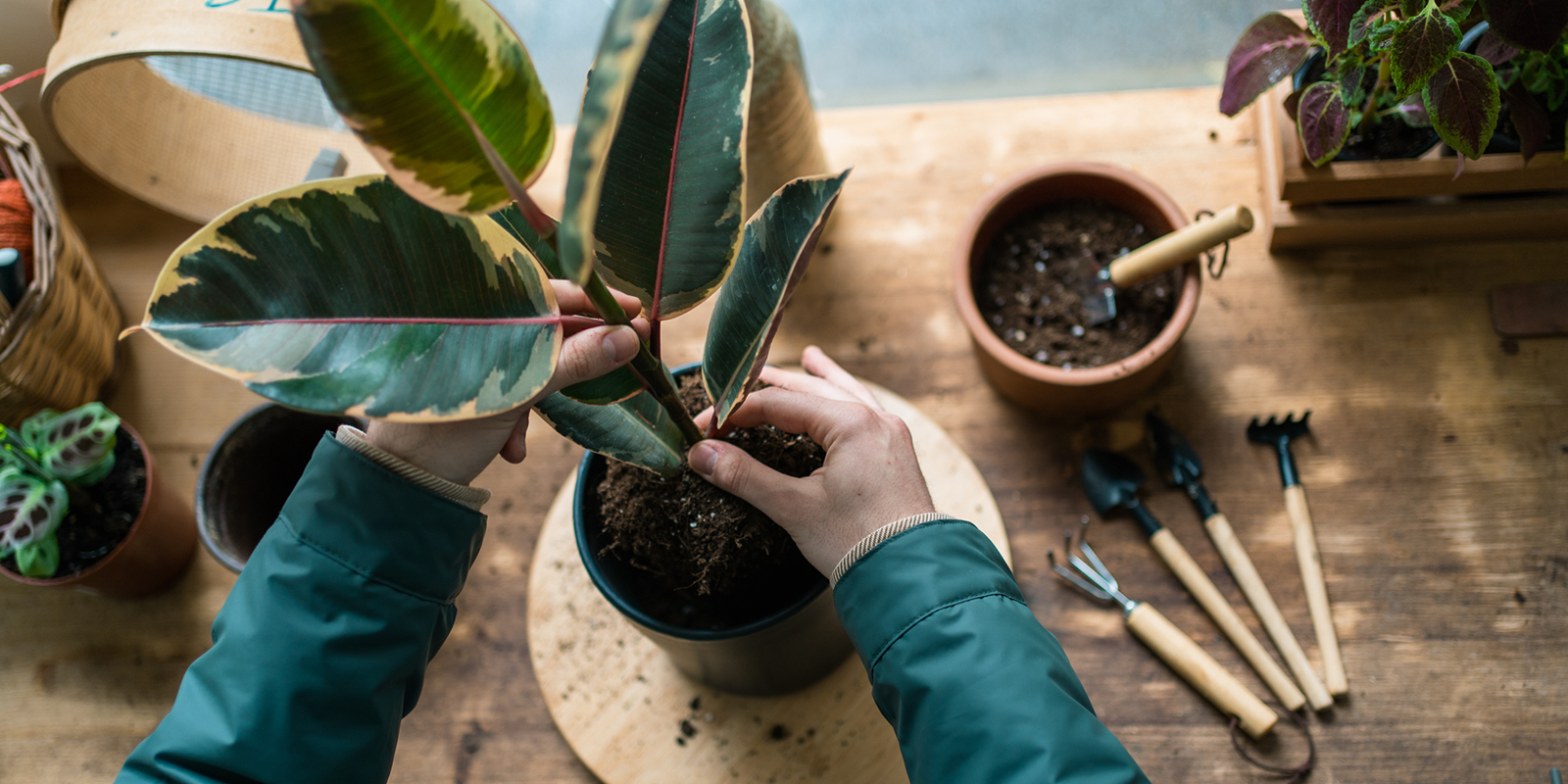 Top 22 Tips / How to repot or replant plants - Exotica NZ