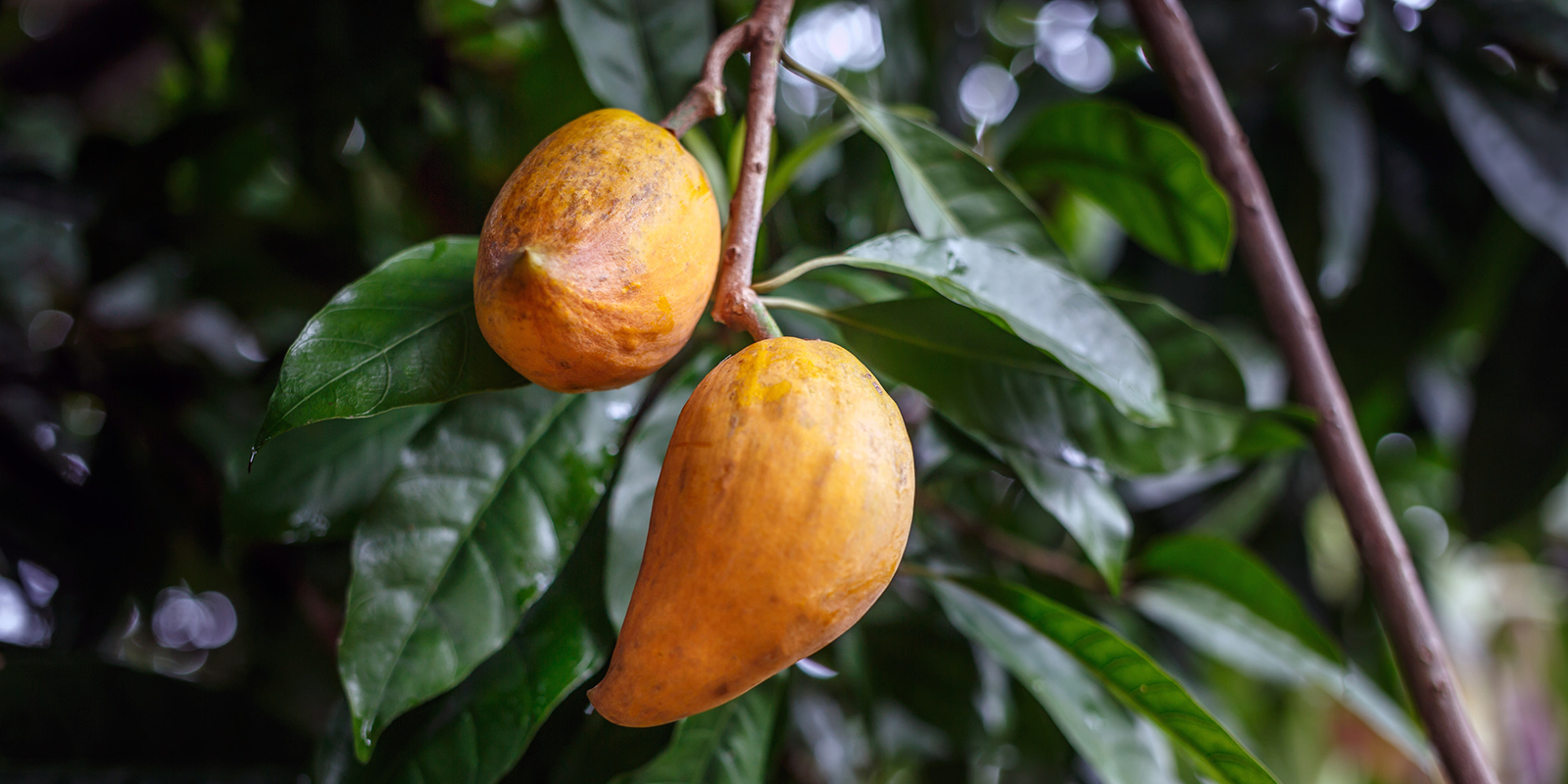 Sale on Exotica Plants & Seeds / Specials and Discounts / Buy Online ...