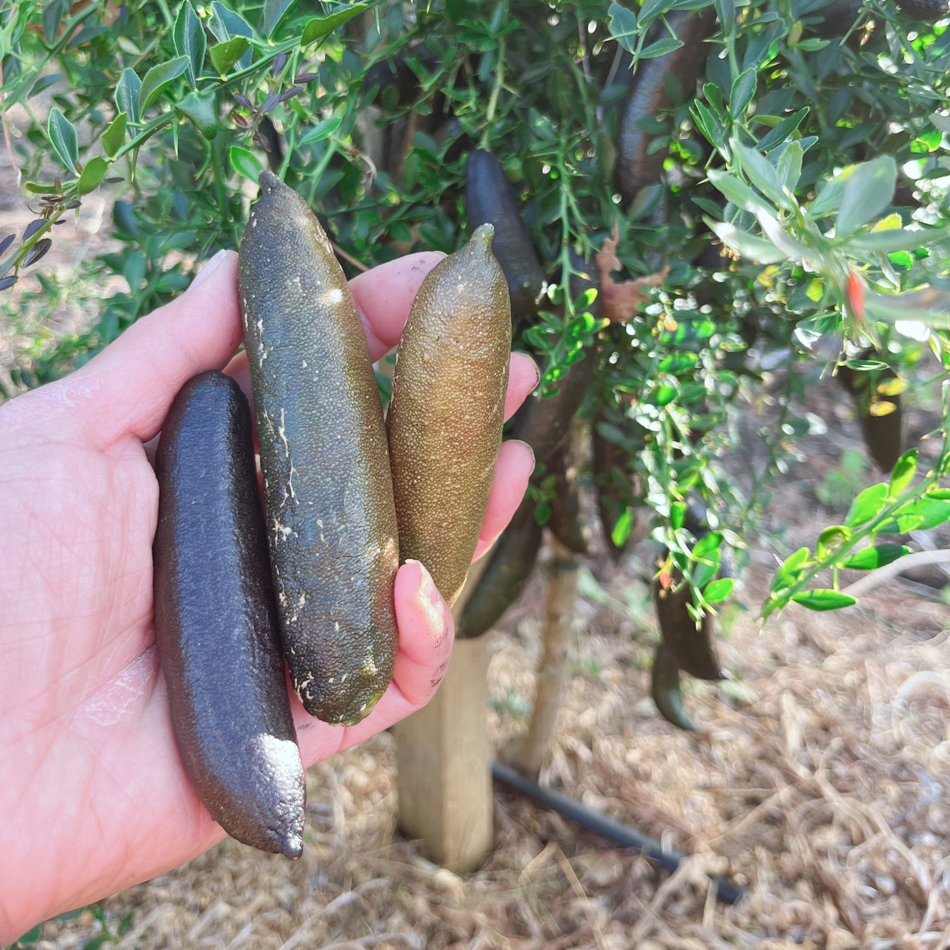 Exotica NZ Fresh Produce | Fresh New Zealand Grown Finger Limes