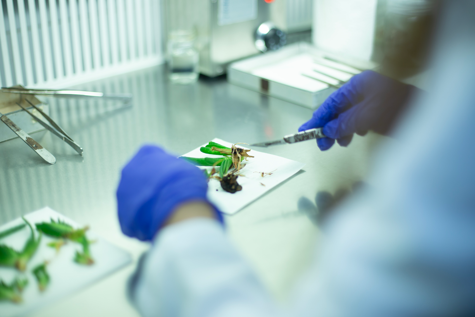 Plant Material Export and Tissue Culture Solutions - Exotica NZ