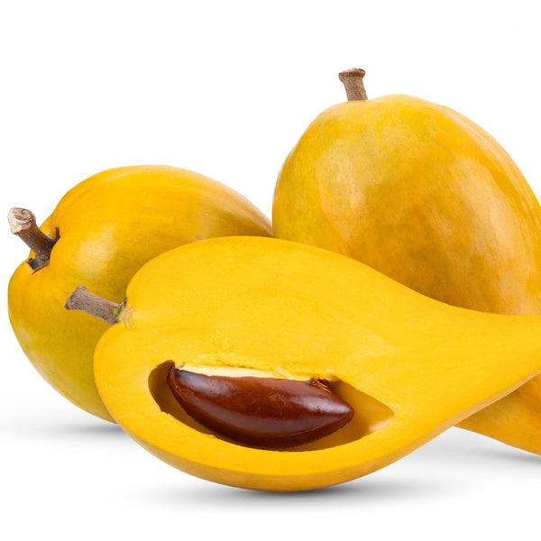 Canistel Plant - Aurea - Exotica NZ