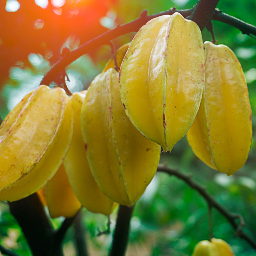 Exotic & Rare Plants, Fruit Trees & Seeds for Plant Enthusiasts