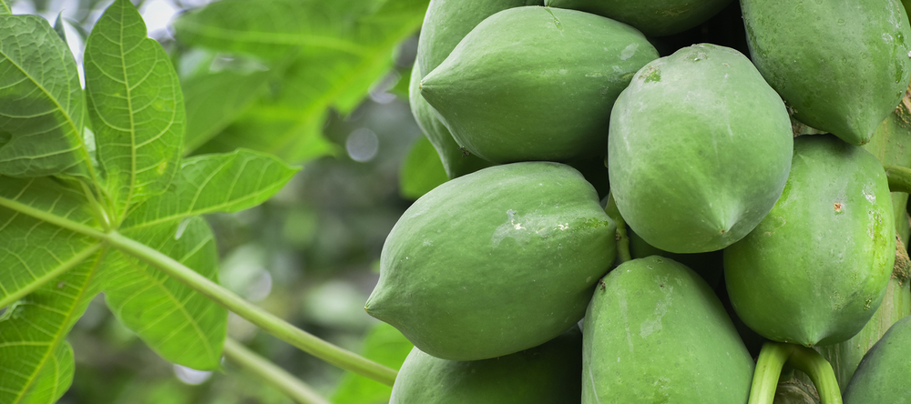 Exotic & Rare Plants, Fruit Trees & Seeds for Plant Enthusiasts