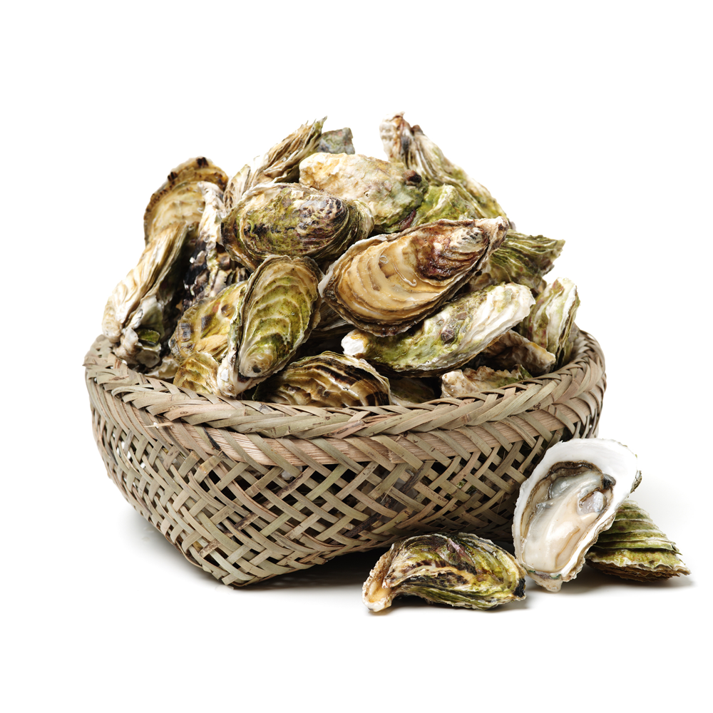 Fresh NZ Pacific Oysters - 20 Dozen – Exotica NZ