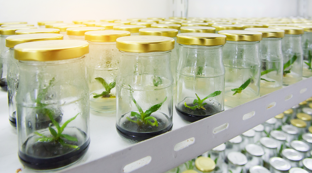 Plant Material Export and Tissue Culture Solutions - Exotica NZ