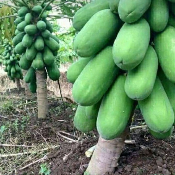 Exotica NZ Plants | Calina IPB9 True Dwarf Papaya