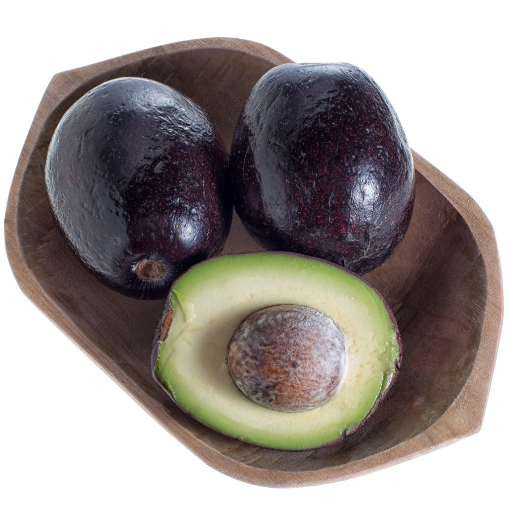 Avocado Plants for Sale / Buy online / New Zealand - Exotica NZ Plant ...