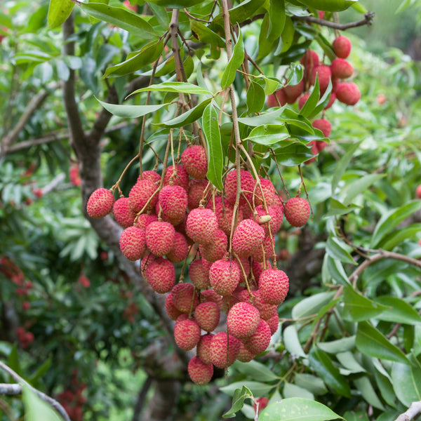 Exotica NZ Plants | Lychee Hill - Cutting Grown