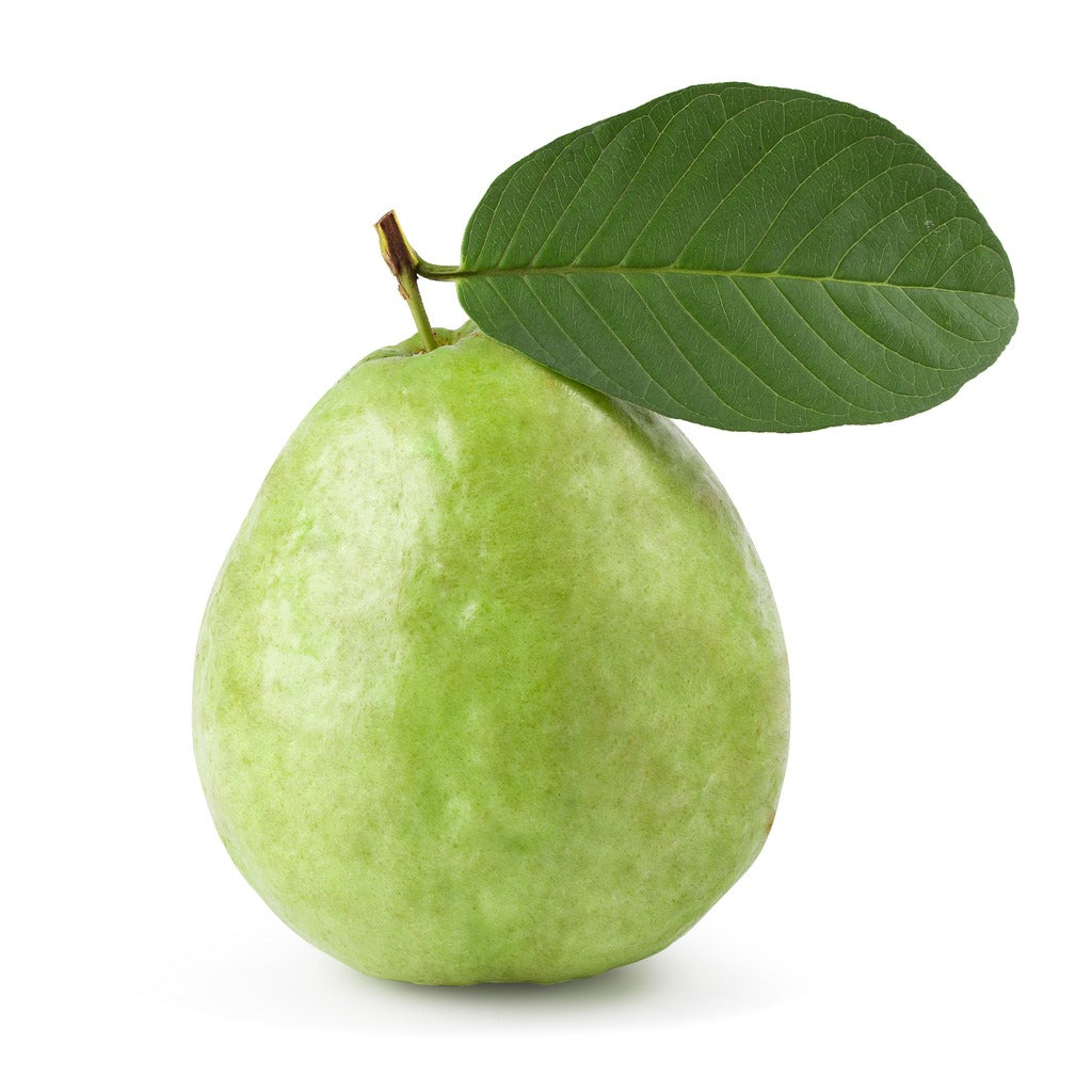 Exotica NZ Plants | Tropical Indian White Guava L49