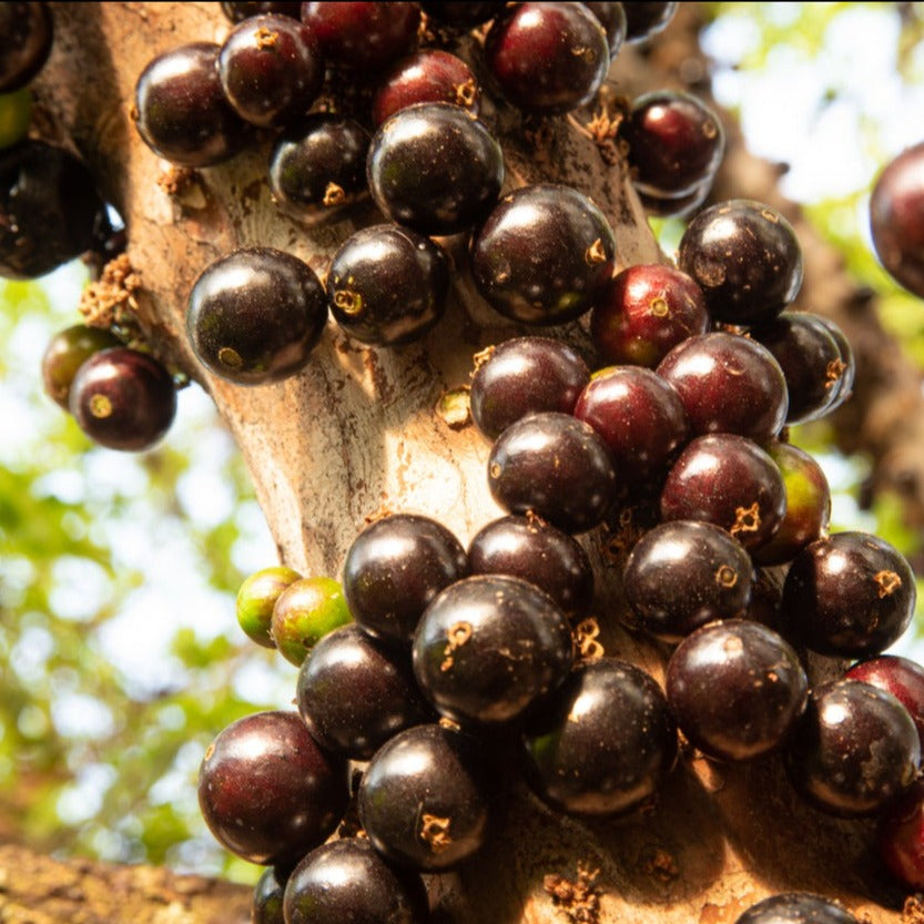 Fruta De Jabuticaba