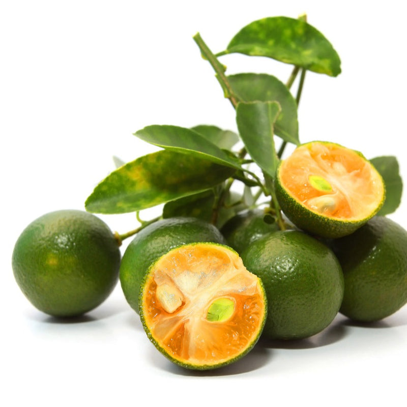 Calamansi Plant NZ - Grafted / Buy Online New Zealand - Exotica NZ