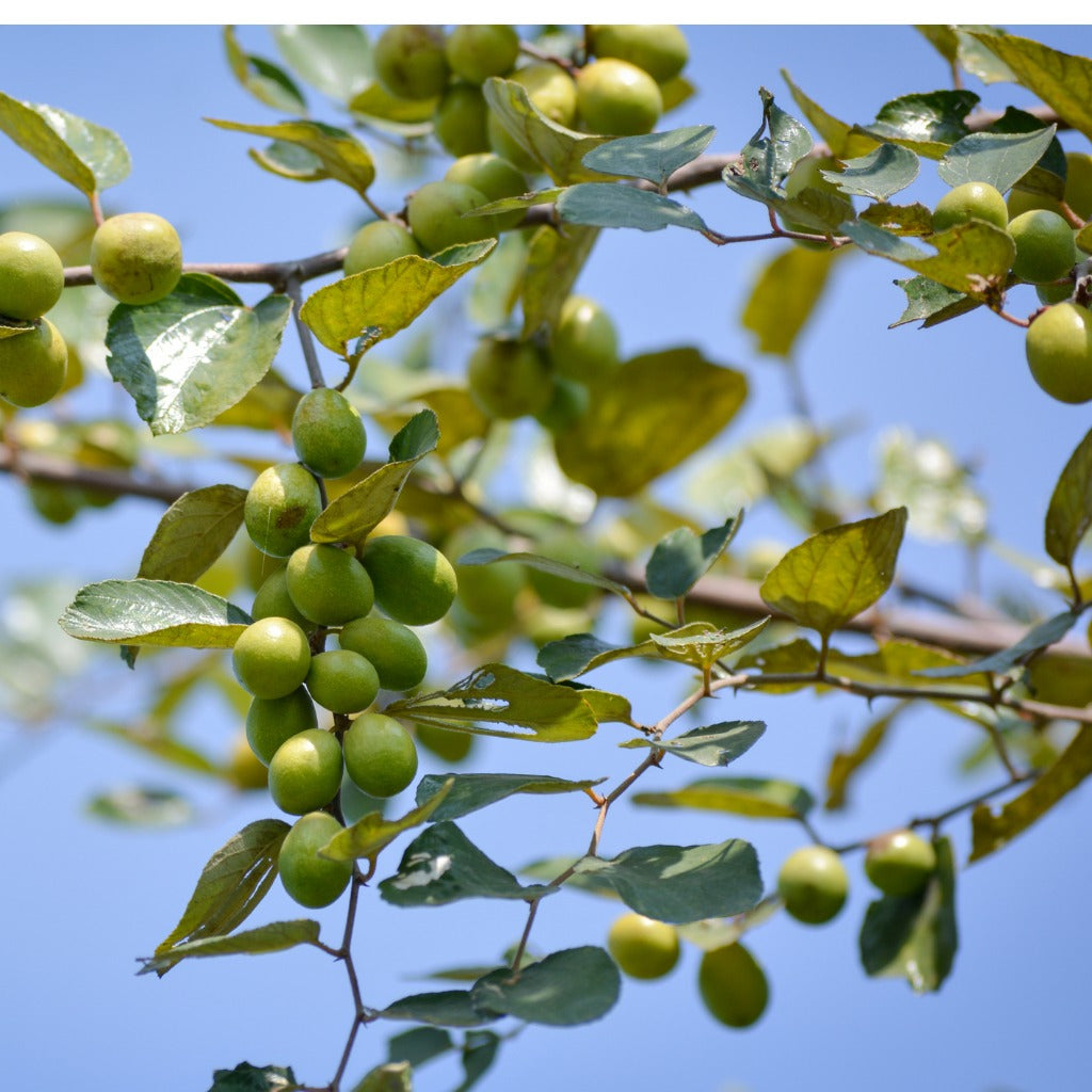 Exotica NZ Plants | Jujube Plant