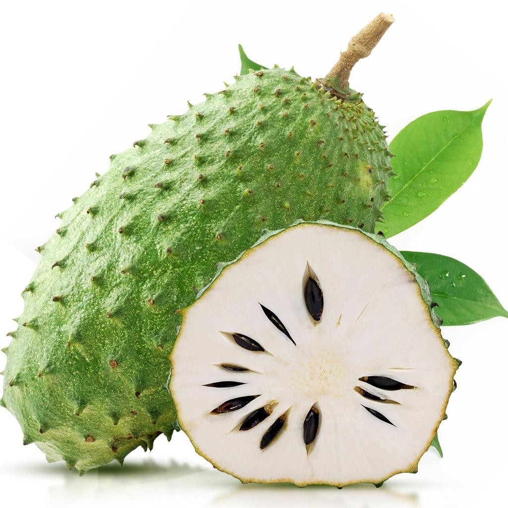 Giant Soursop Plant Arusha Buy Online NZ Free Shipping Exotica NZ giant-soursop-plant-arusha-buy-online-nz-free-shipping-exotica-nz